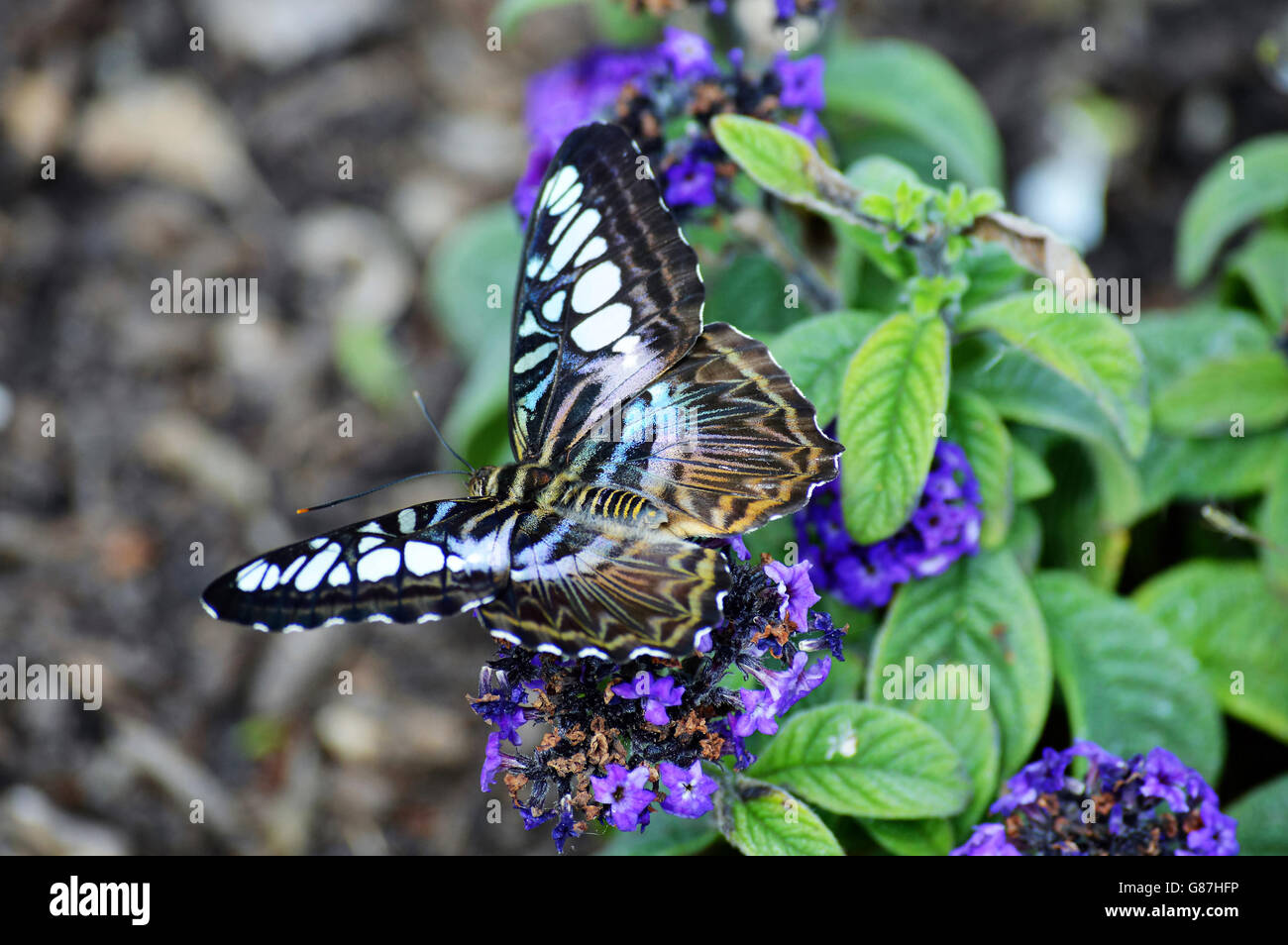 Butterfly in the garden Stock Photo - Alamy