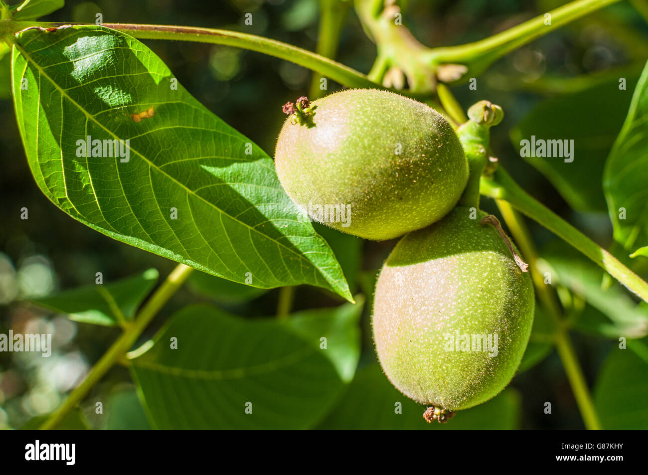 Fresh walnuts on the tree in summer Stock Photo - Alamy