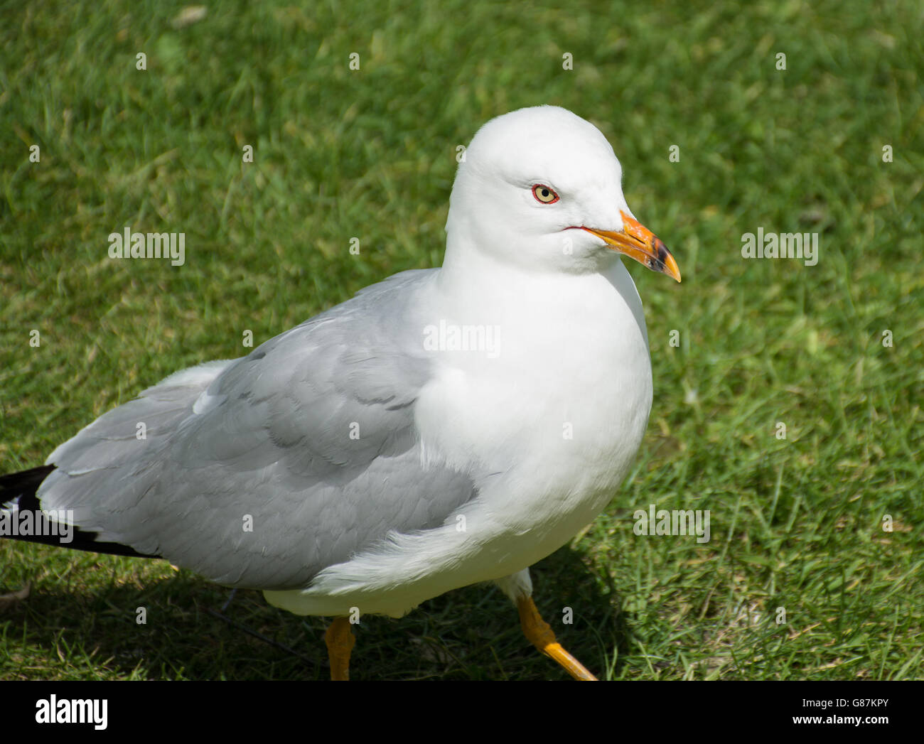 Seagull eye hi-res stock photography and images - Alamy