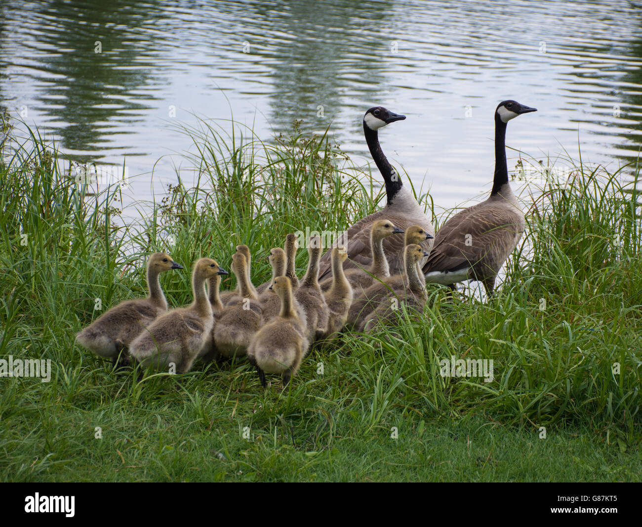 Adult Geese and their Goslings Stock Photo - Alamy