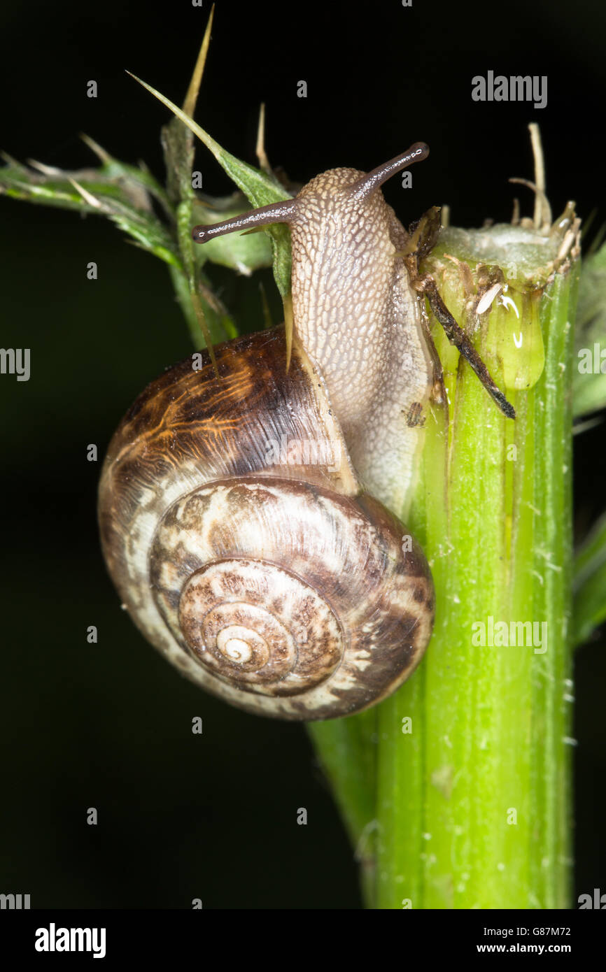A common British Garden Snail, (Cornu aspersum) foraging on a damaged ...