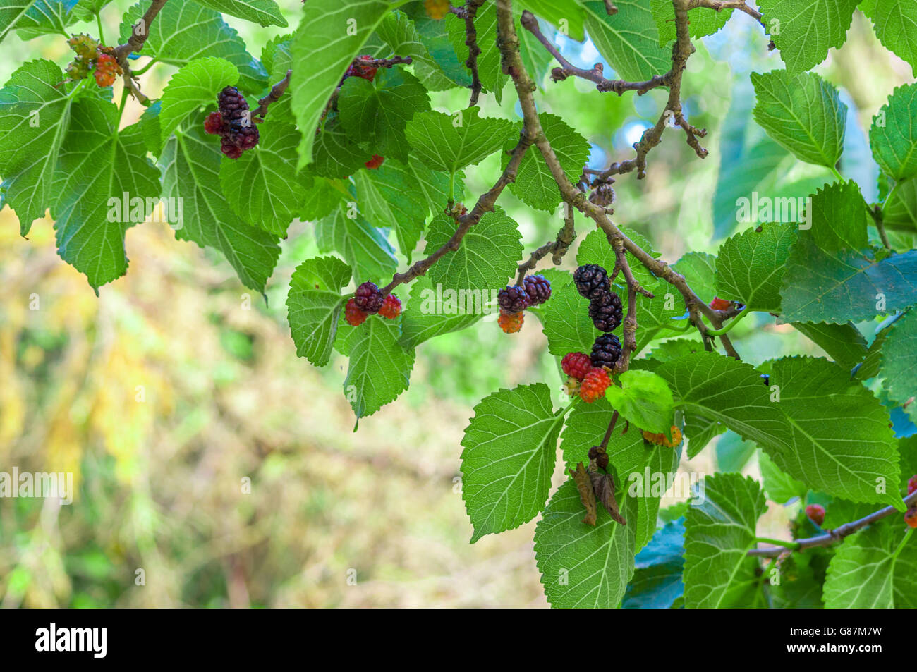 Mullberries hi-res stock photography and images - Alamy