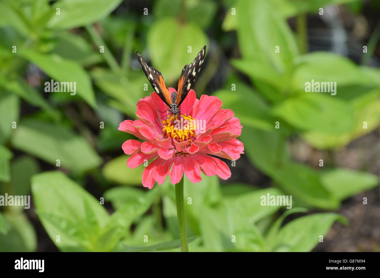 Butterfly in the garden Stock Photo - Alamy