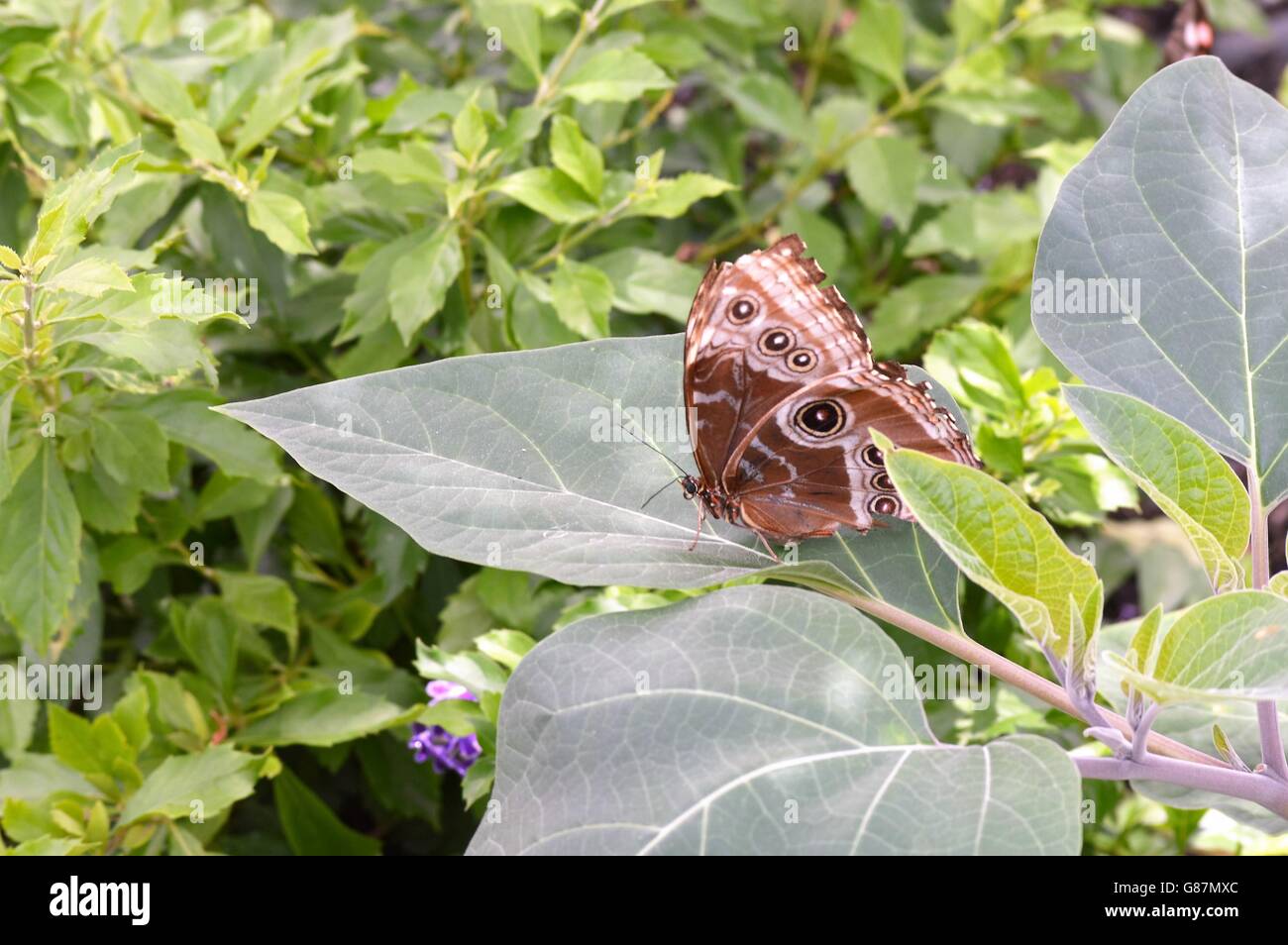 Butterfly in the garden Stock Photo - Alamy
