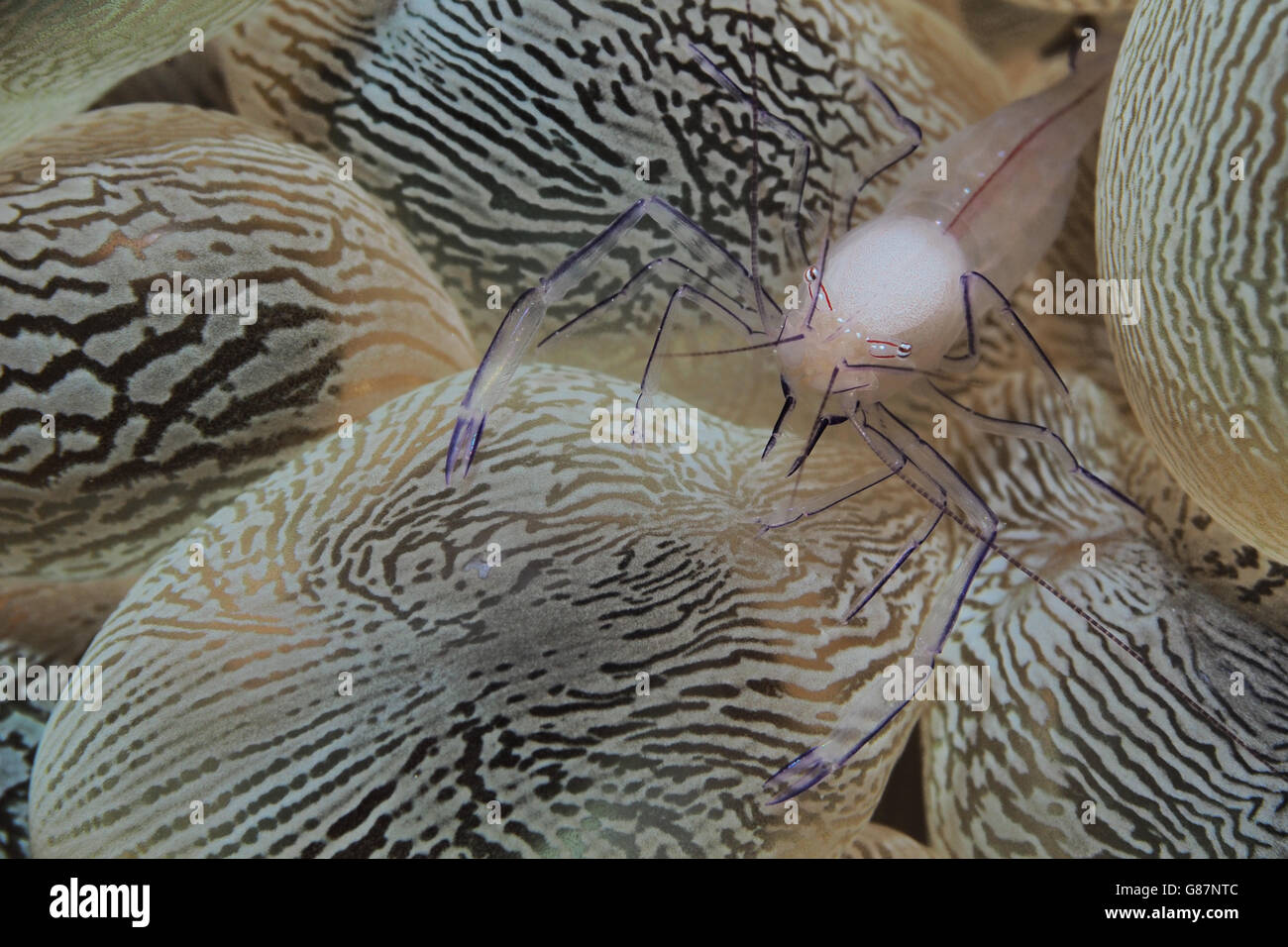 Bubble Coral shrimp Stock Photo - Alamy