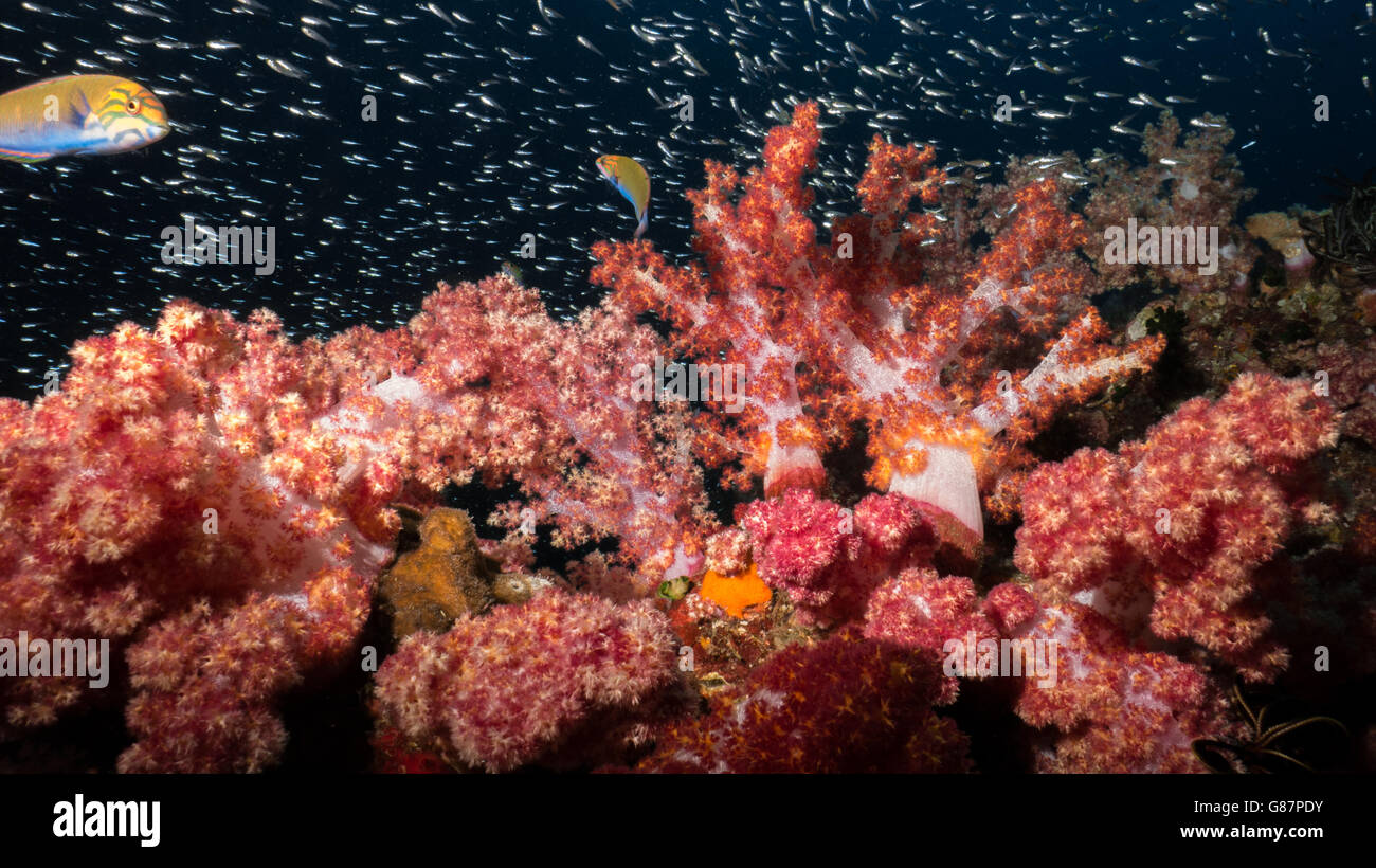 Nemo reef andaman hi-res stock photography and images - Alamy