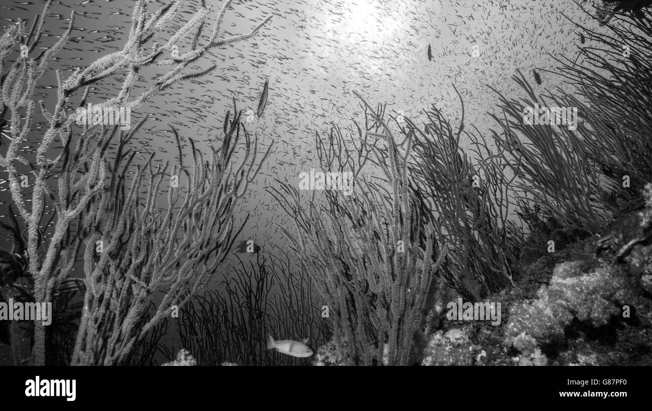 Coral reef Black and White Stock Photos & Images - Alamy