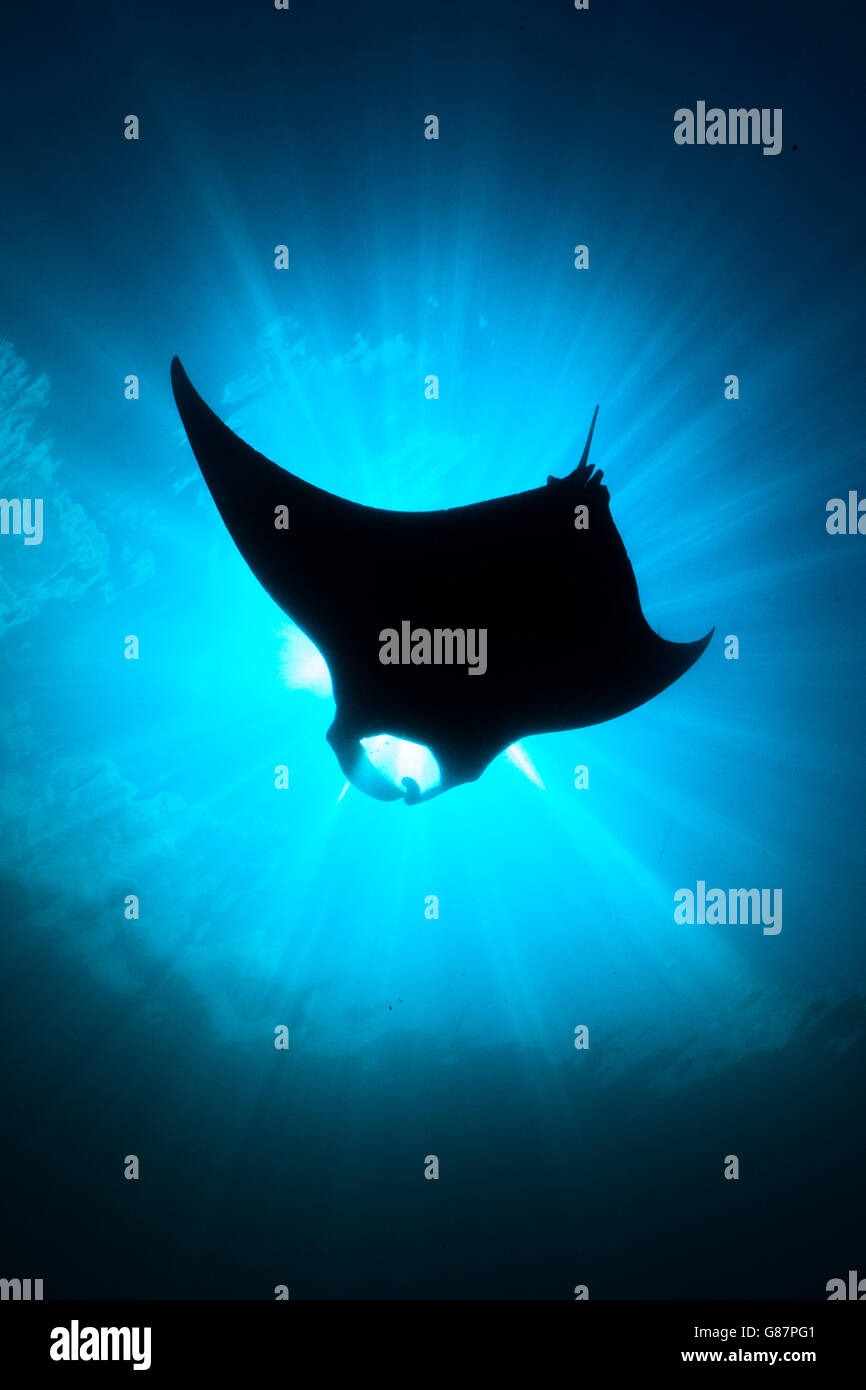 Oceanic Manta ray Stock Photo - Alamy