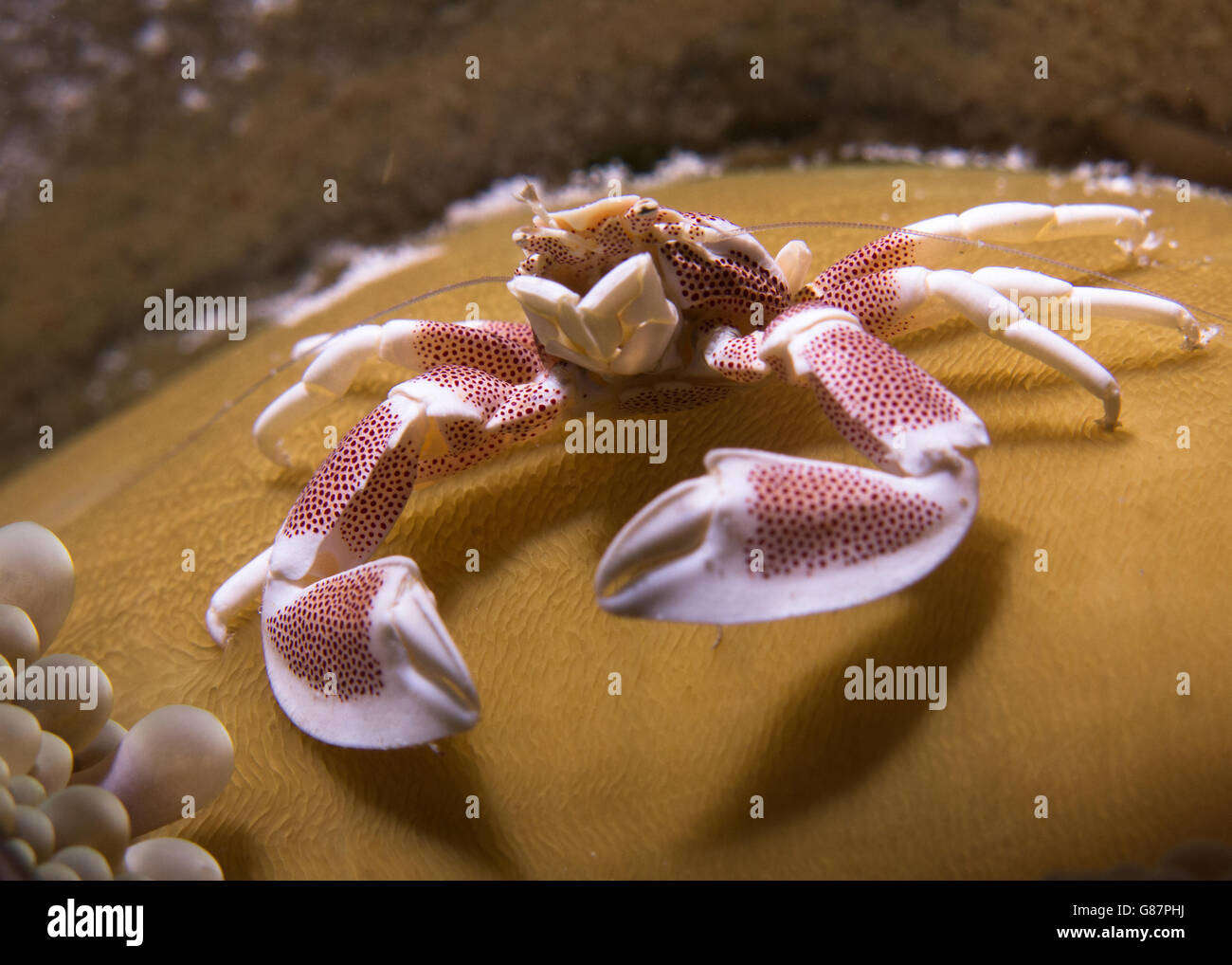 Underwater portrait porcelain crab hi-res stock photography and images ...
