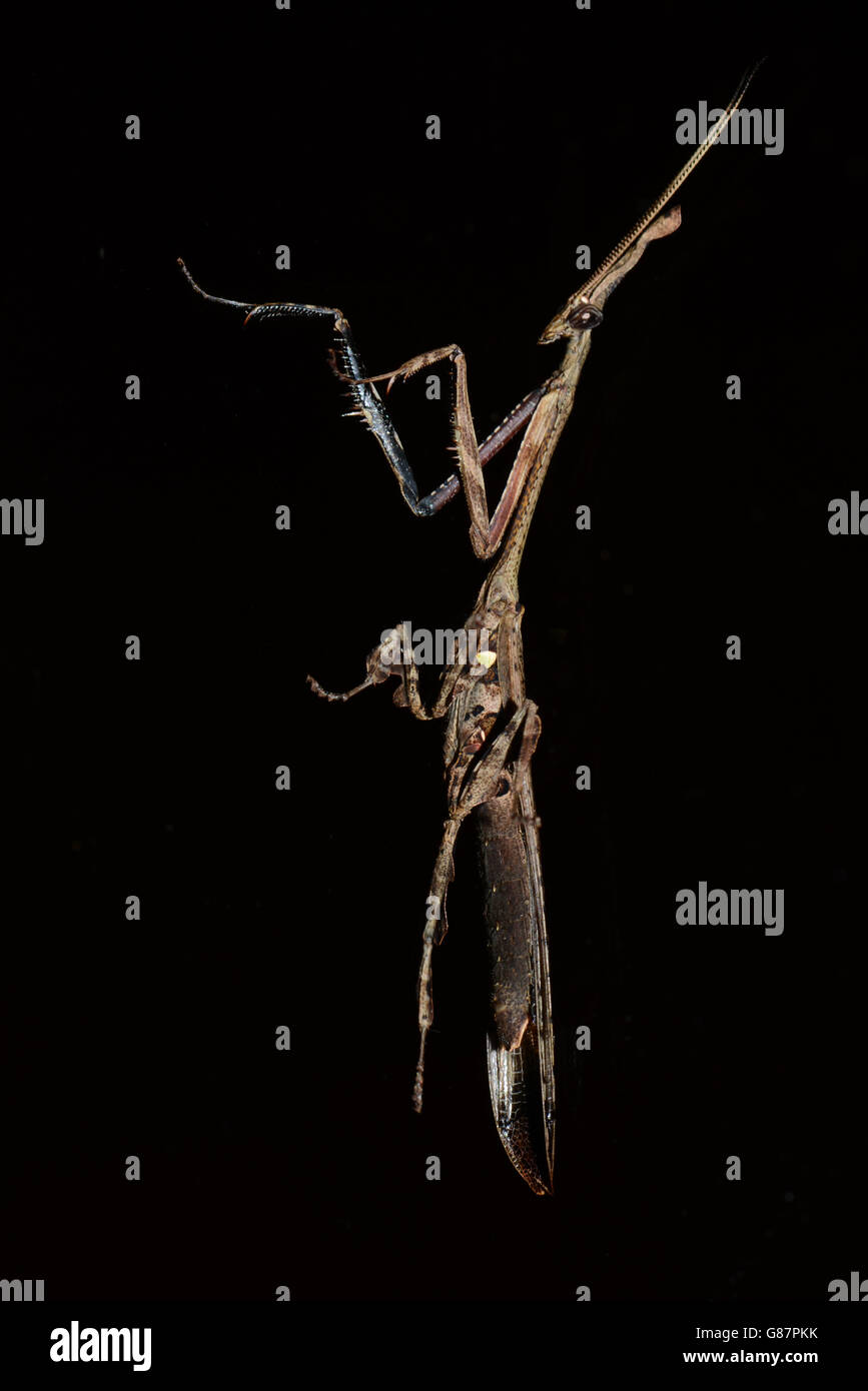 Rare Pray Mantis Stock Photo - Alamy