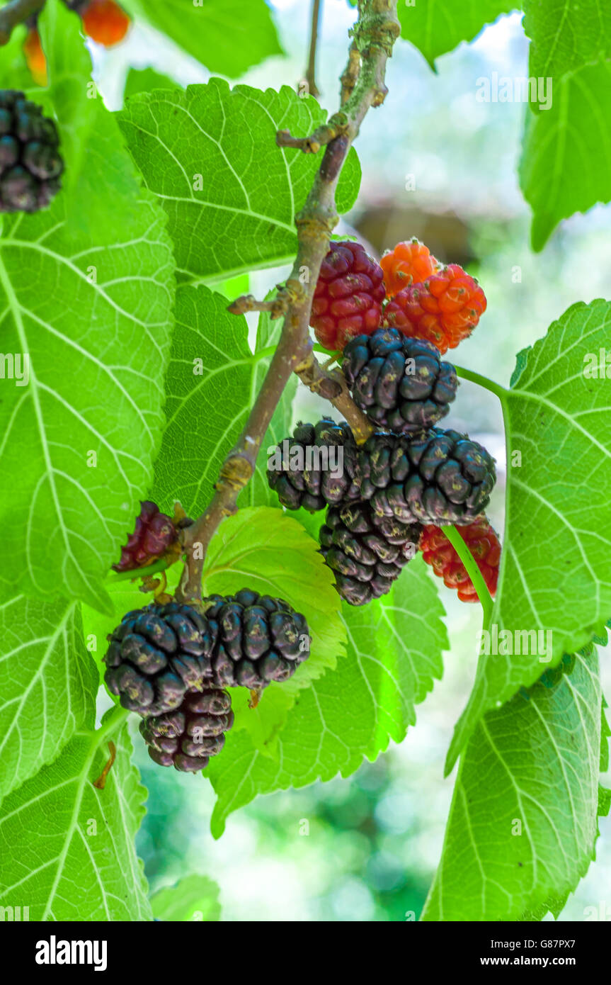Mulberry tree hi-res stock photography and images - Alamy