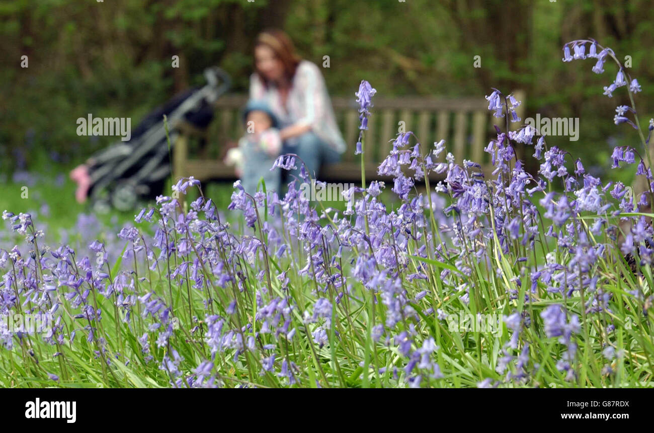 A small part of the best ever display of Bluebells Stock Photo - Alamy