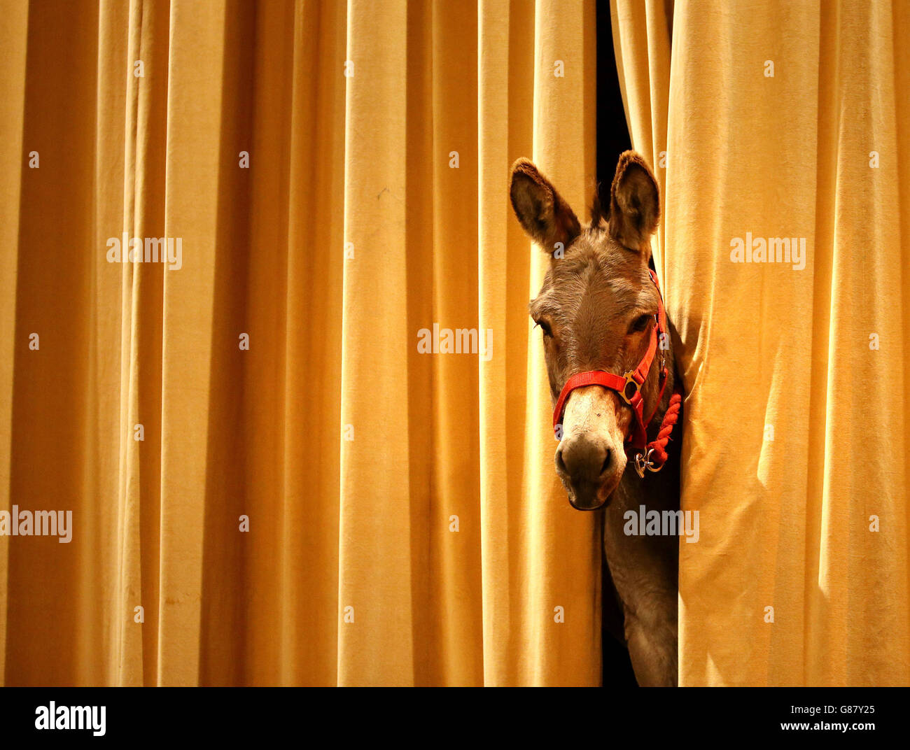 Donkeys audition for Carmen Stock Photo - Alamy