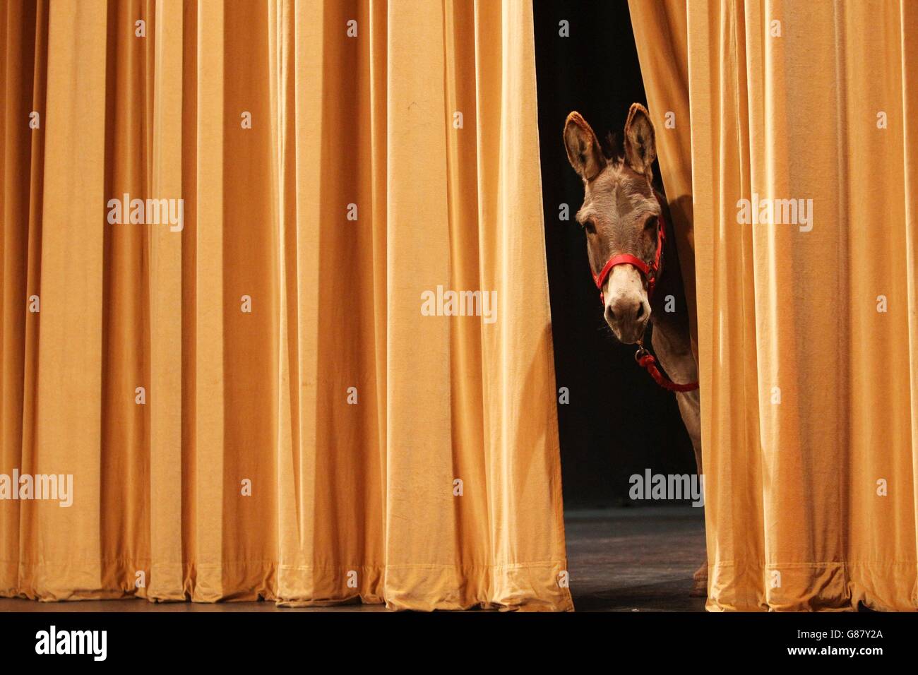 Rusty the donkey, age 20, peers through the curtain during his audition ...
