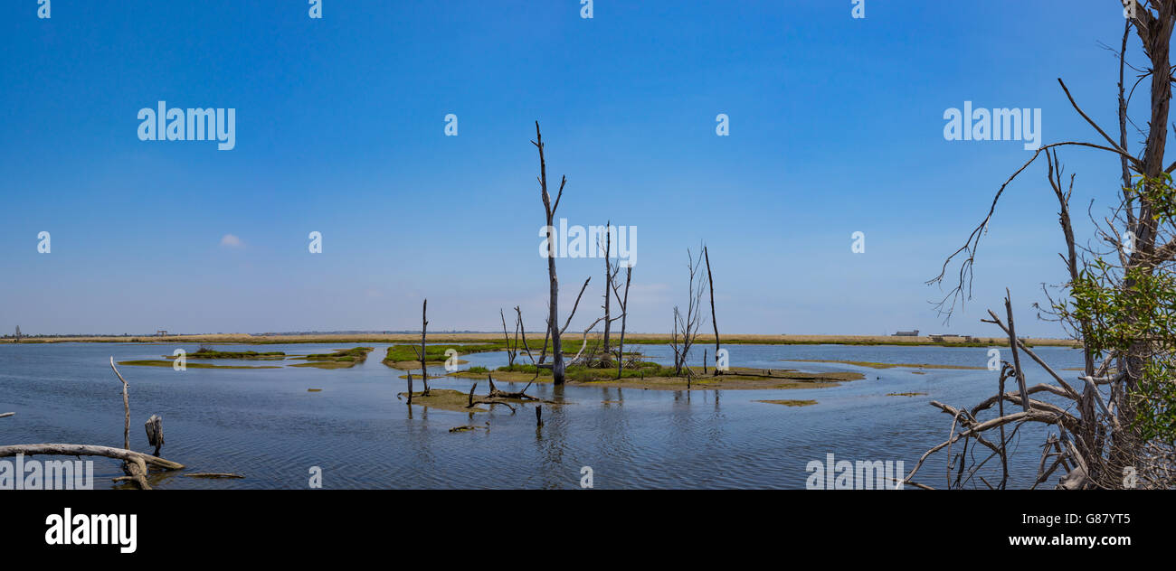 Dead trees stands in the swampy marsh of a tidal pool and California ...