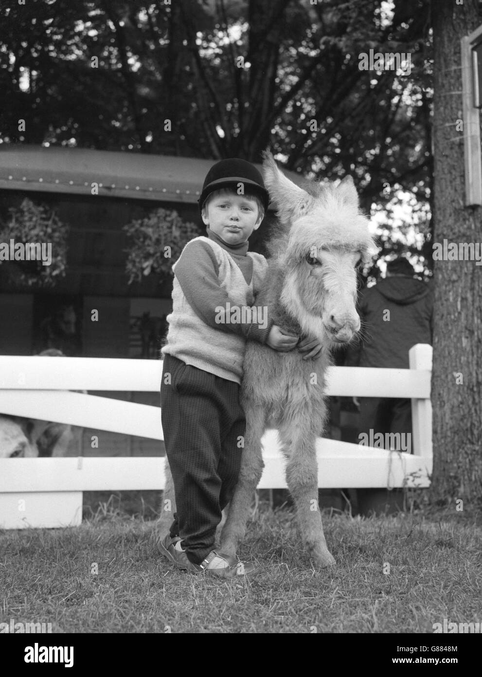 Nimbus, the two-month-old donkey foal, is like a cuddly toy next to ...