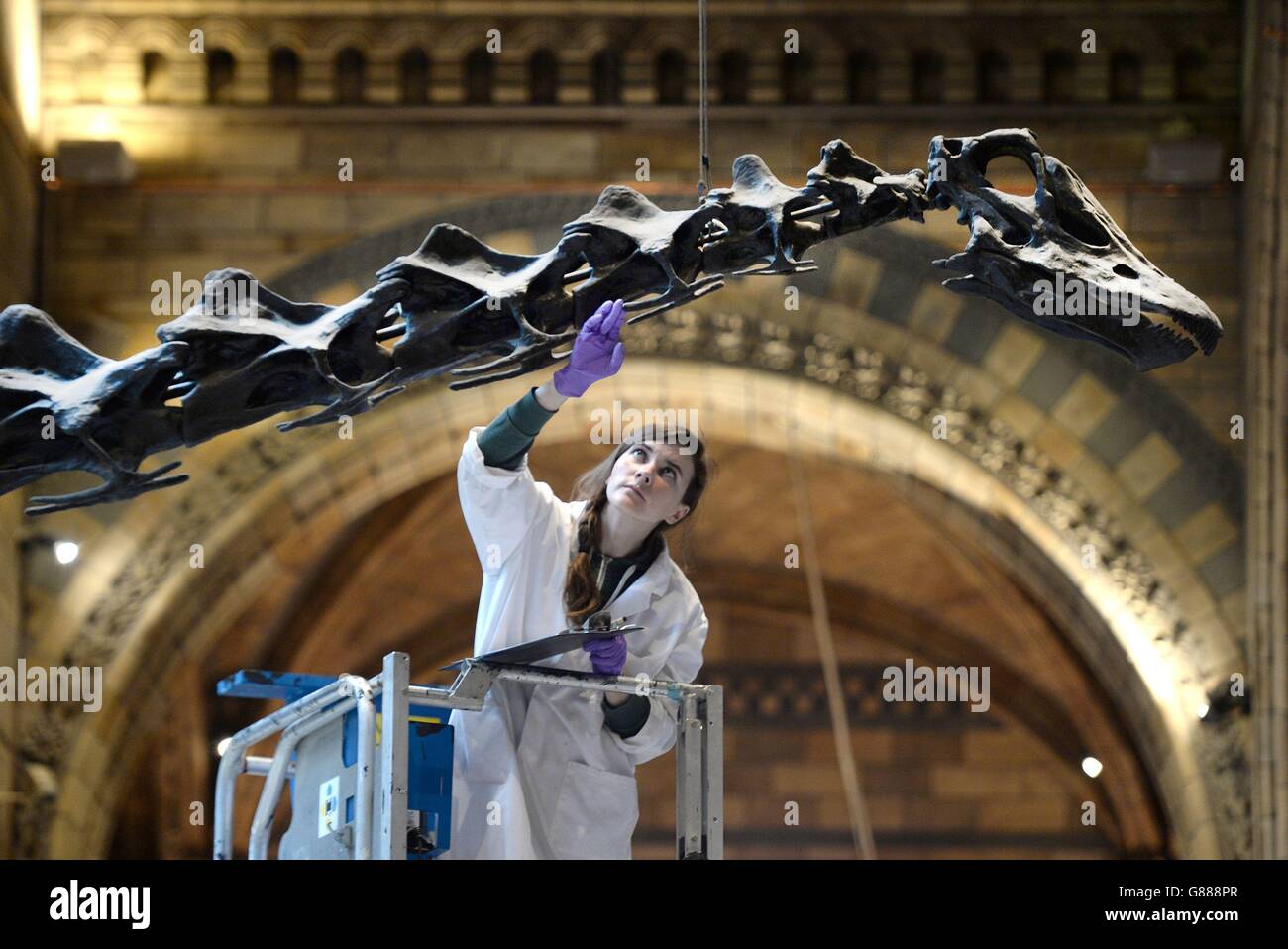 A conservator inspects dippy diplodocus natural history museum in ...
