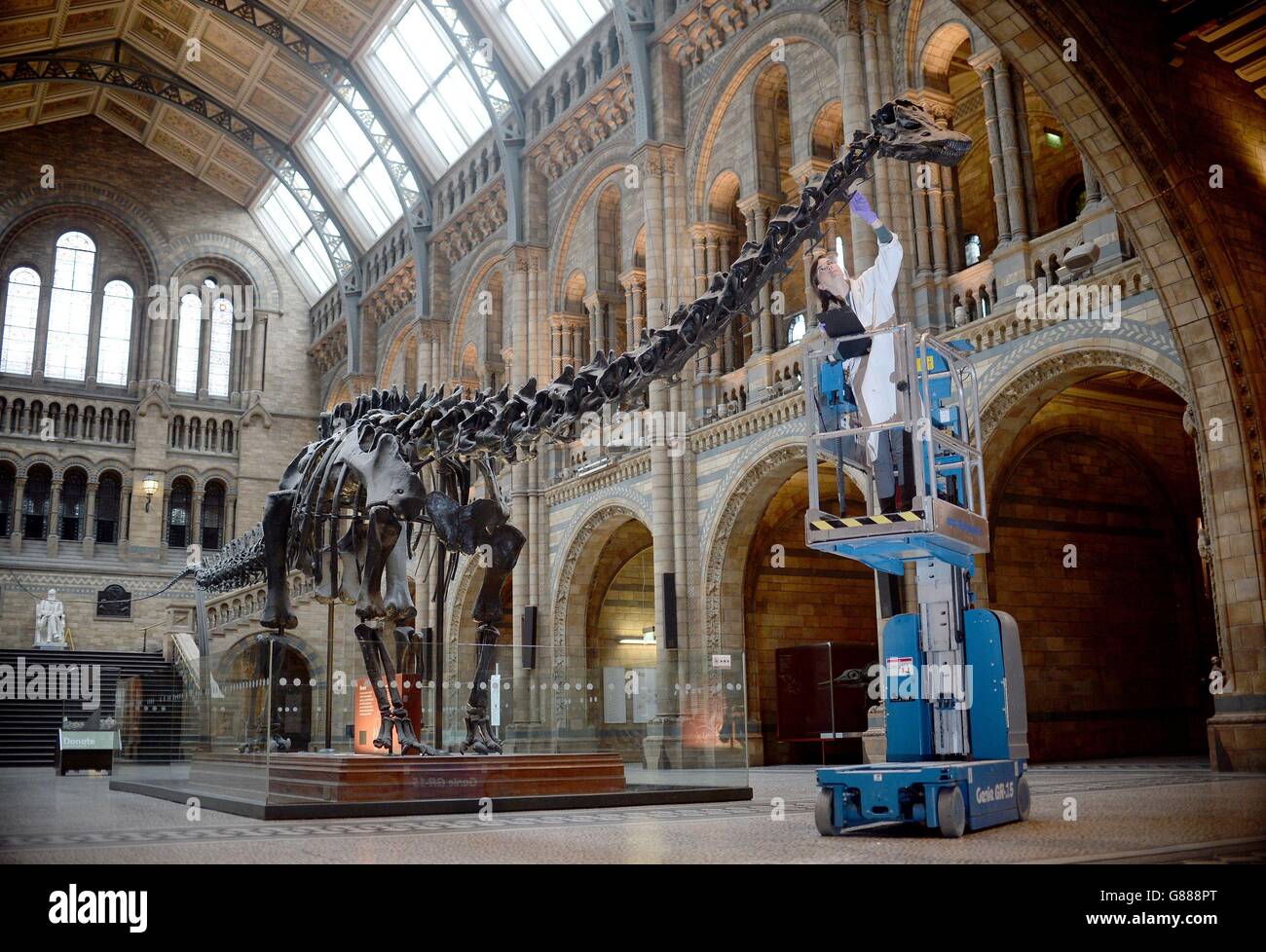 A conservator inspects dippy diplodocus natural history museum in ...