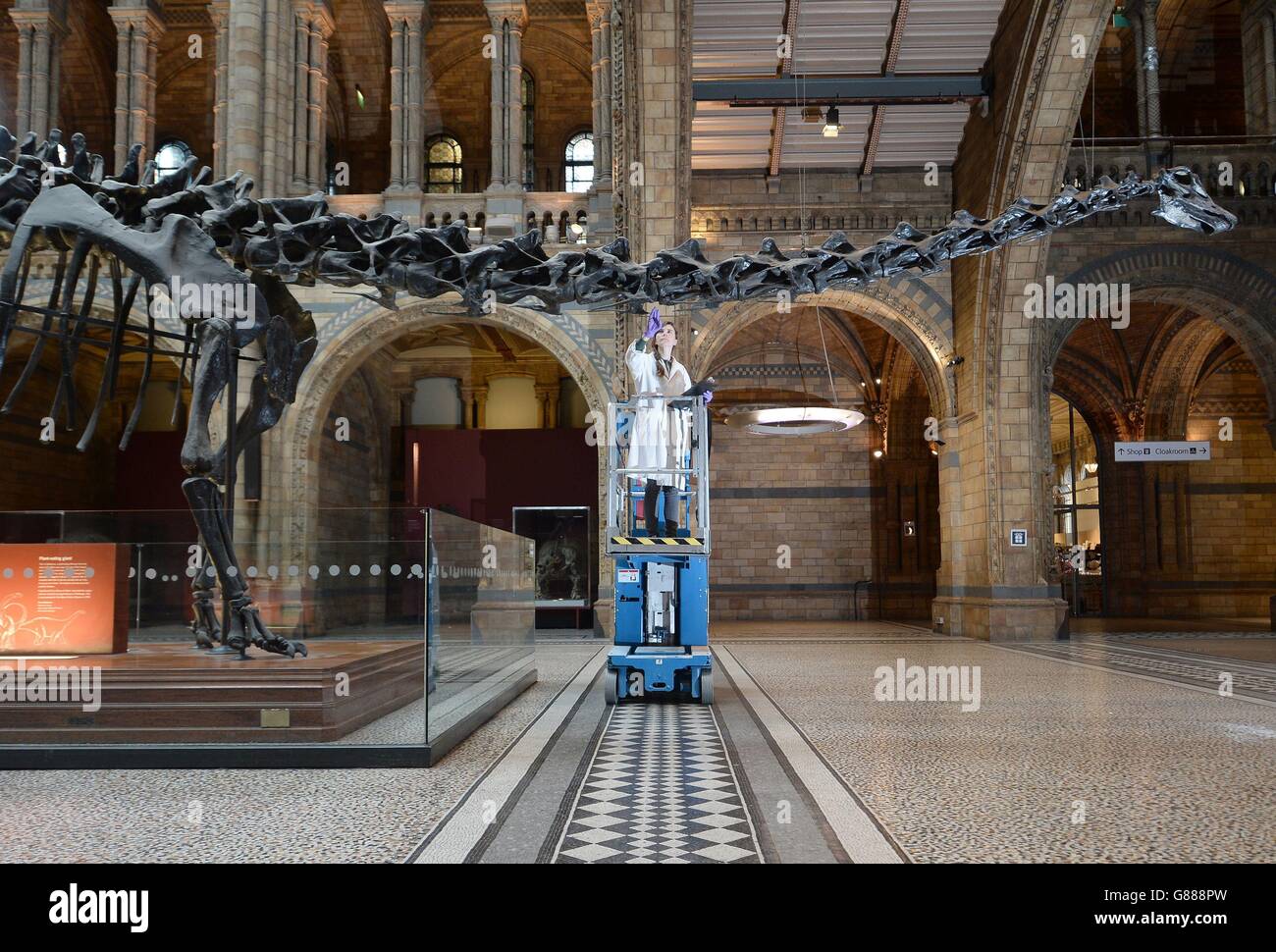Dippy the diplodocus Stock Photo - Alamy