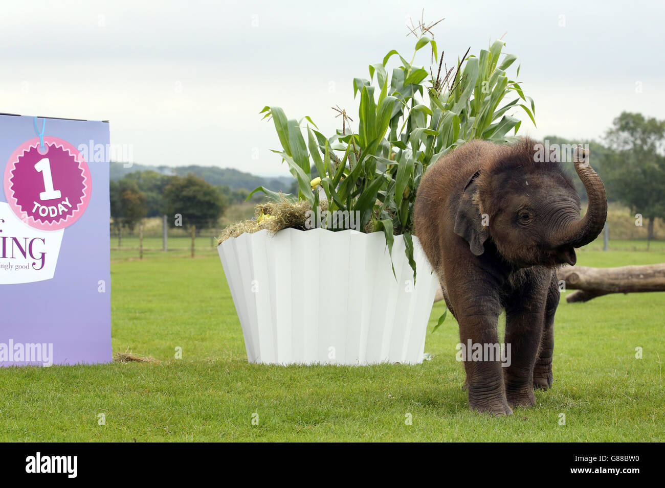 Baby Asian Elephant Sam receives a giant 1st birthday cake from keepers ...