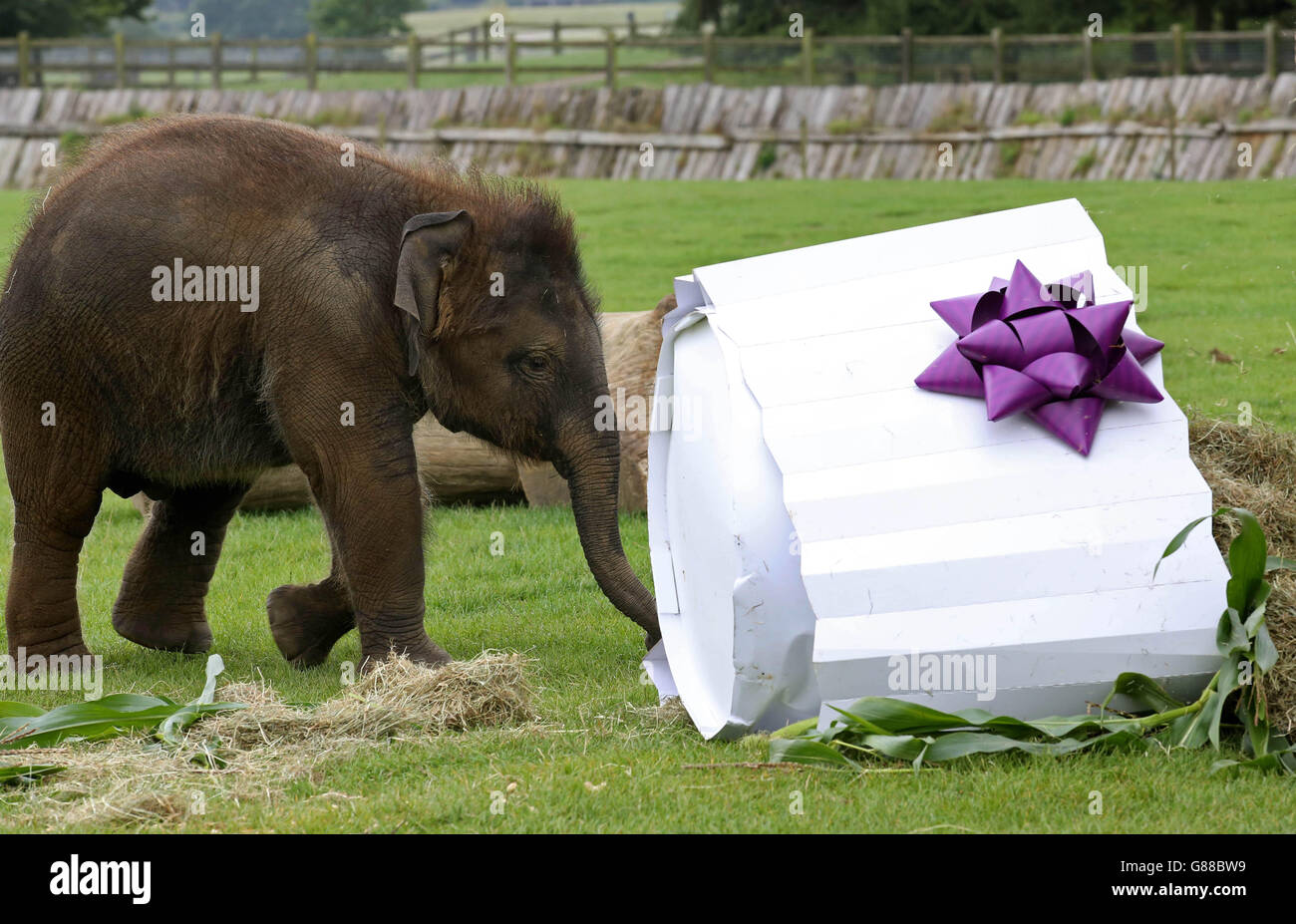 Baby Asian Elephant Sam receives a giant 1st birthday cake from keepers ...
