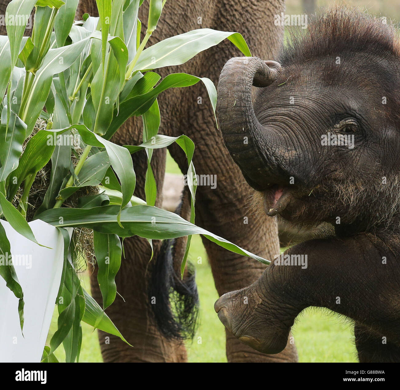 Baby Asian Elephant Sam receives a giant 1st birthday cake from keepers ...