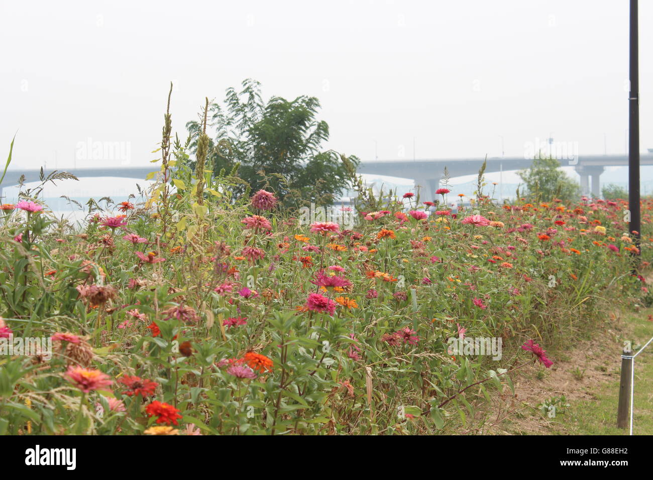 Flowers on an island Stock Photo - Alamy