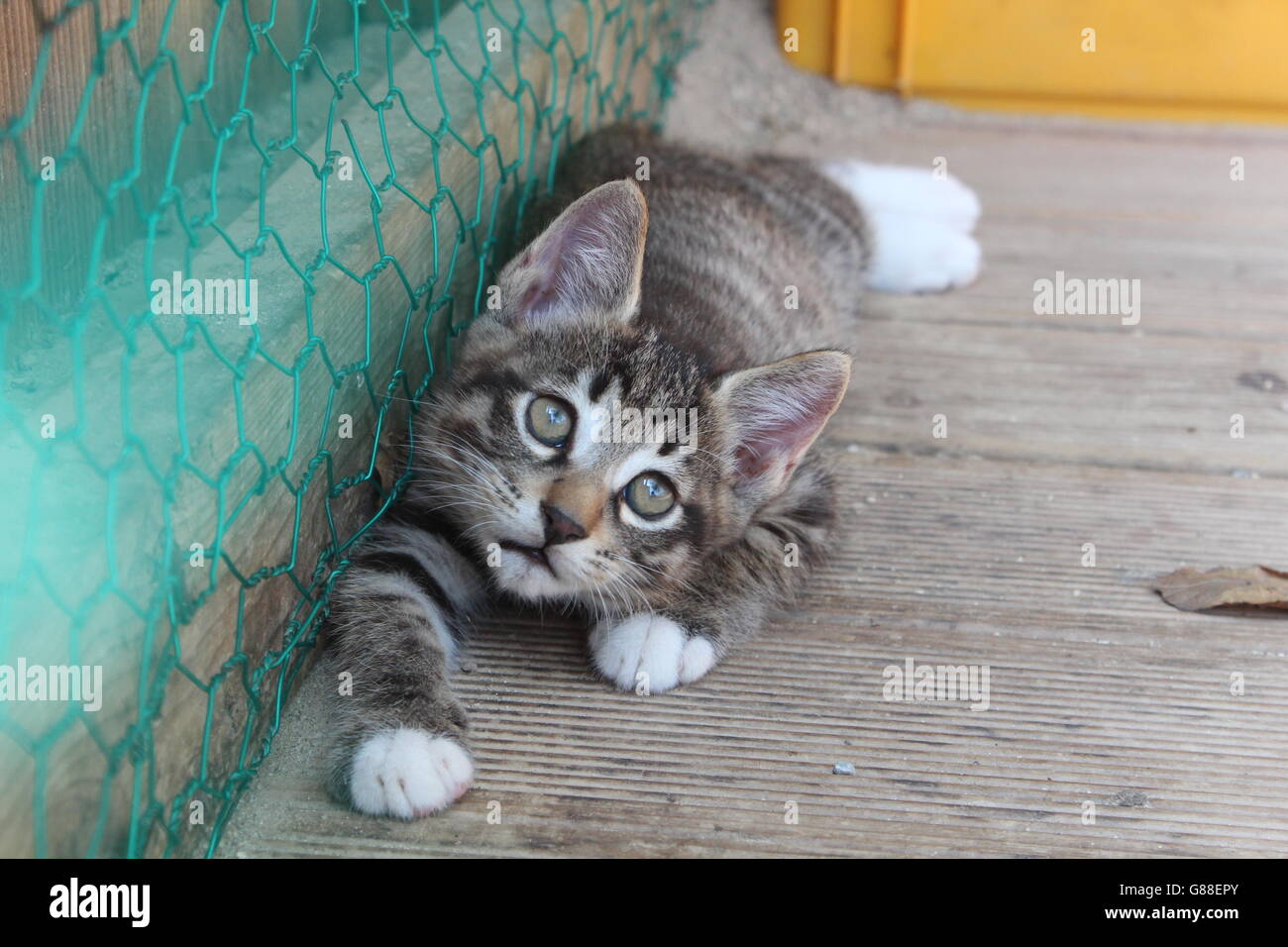 Cute staring hi-res stock photography and images - Alamy