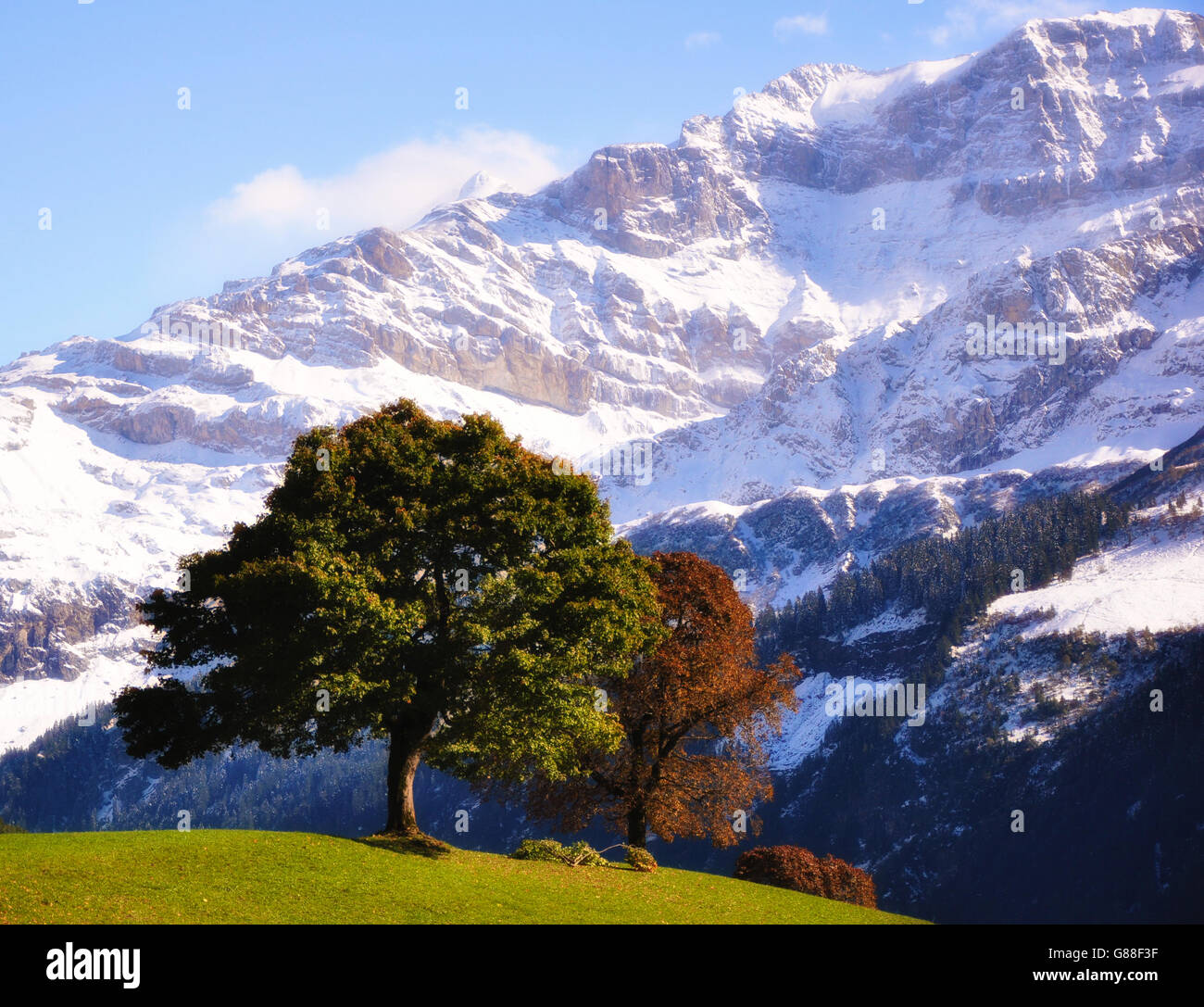 Tree in mountain hi-res stock photography and images - Alamy