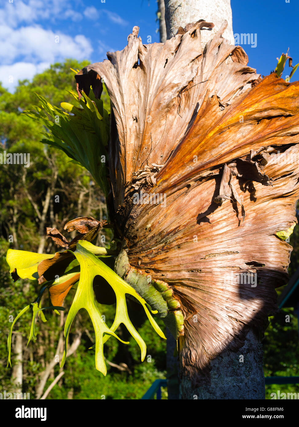 A stag horn fern attached to a tree, New South Wales, Australia Stock ...