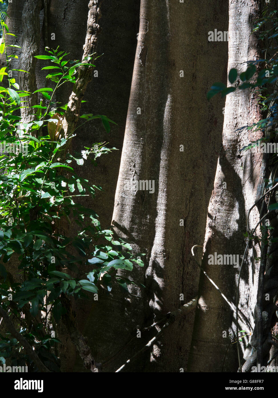 Tree and shadows at the Victoria Park Nature Reserve, New South Wales ...