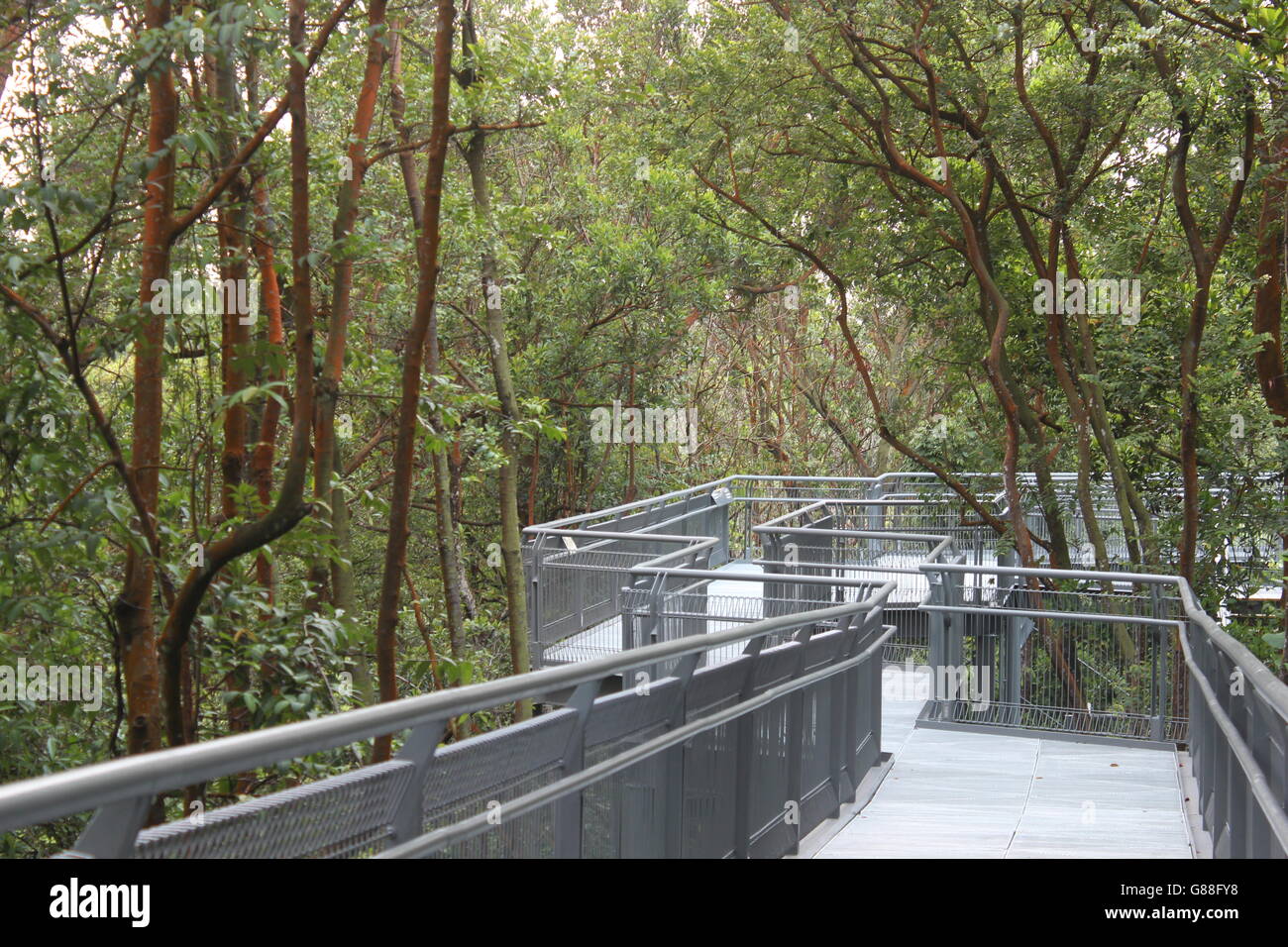 Bridge through the forest hi-res stock photography and images - Alamy