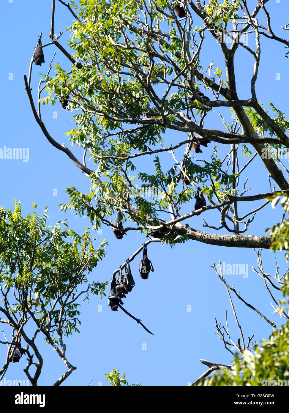Australian flying foxes in tree hi-res stock photography and images - Alamy