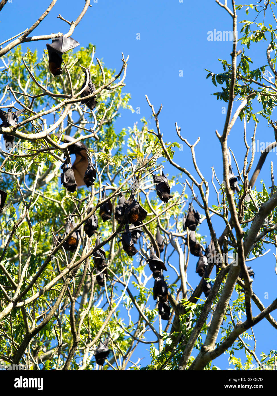 Flying fox detail hi-res stock photography and images - Alamy