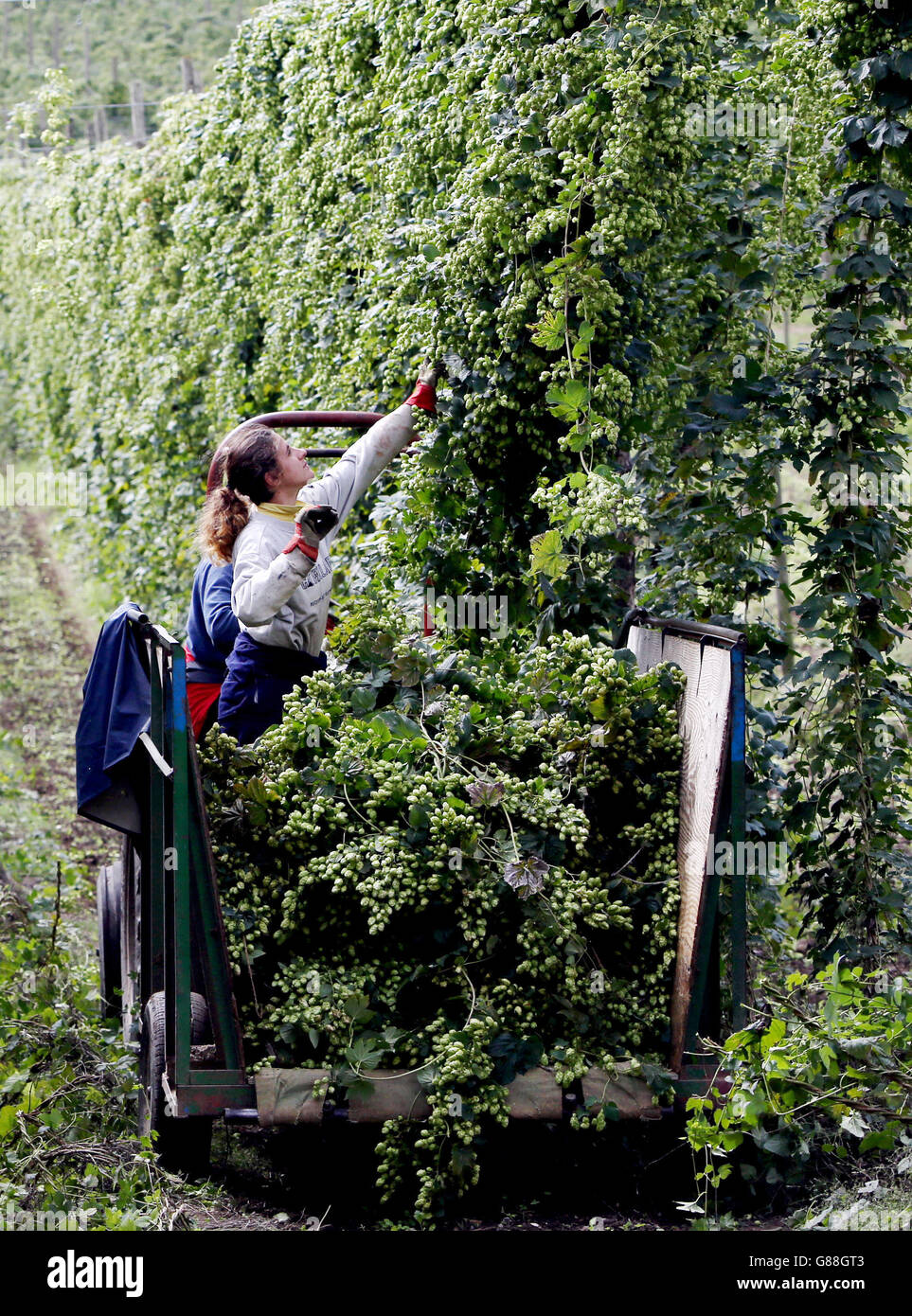 Hops harvest hi-res stock photography and images - Alamy