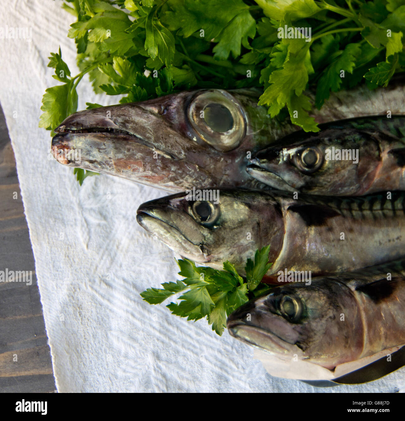 blue fish freshly caught great for a healthy diet ready to be cooked ...