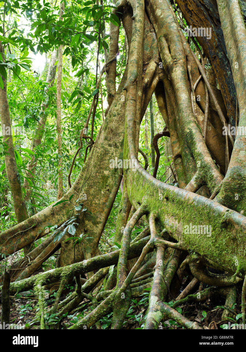 Kuku yalanji hi-res stock photography and images - Alamy