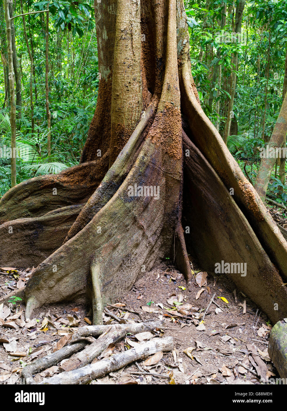 View of the root system of a strangler fig tree at Mossman Gorge, part ...