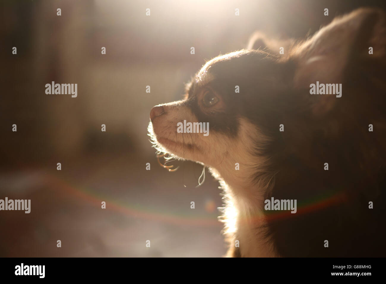Portrait of a Chihuahua dog Stock Photo - Alamy