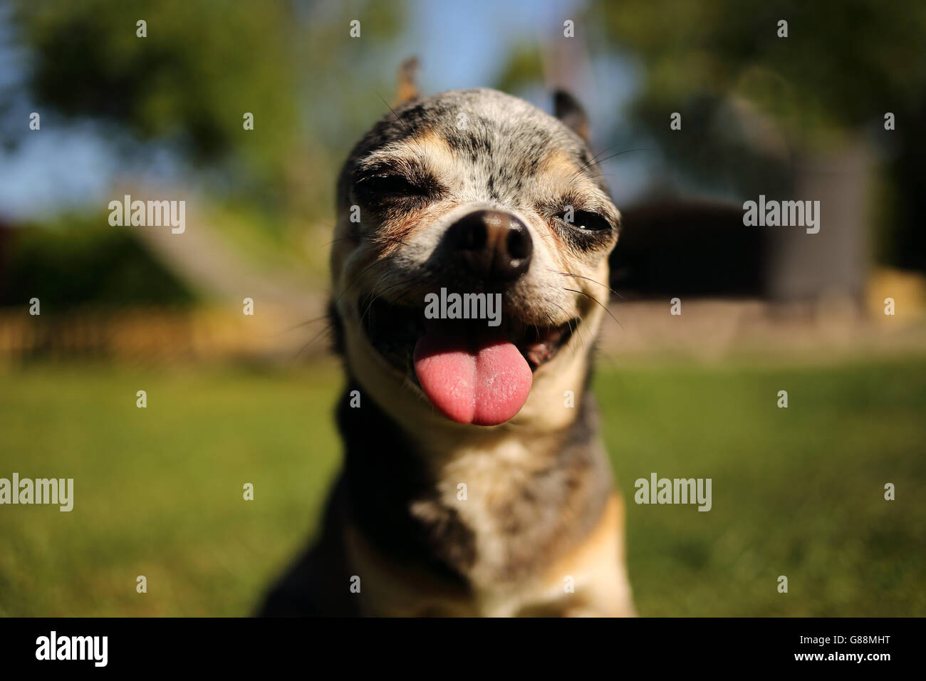 Portrait of a Chihuahua dog Stock Photo - Alamy