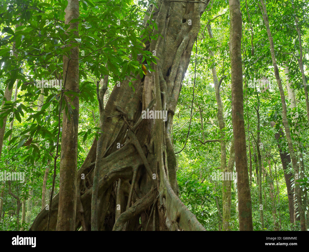 View of the root system of a strangler fig tree at Mossman Gorge, part ...