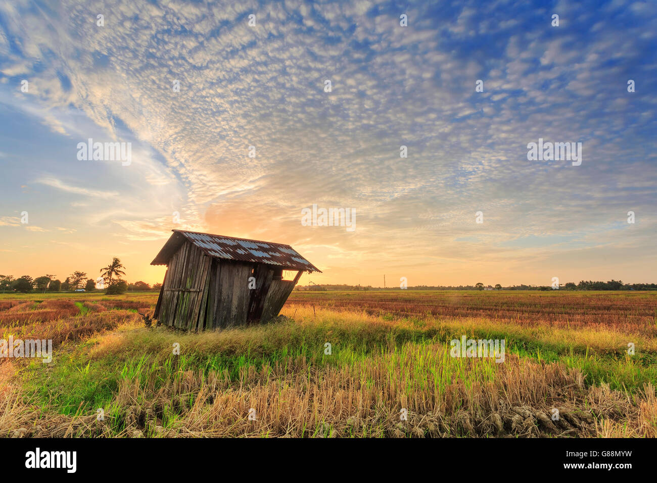 Abandoned wooden shack in paddy rice field at sunrise hi-res stock ...
