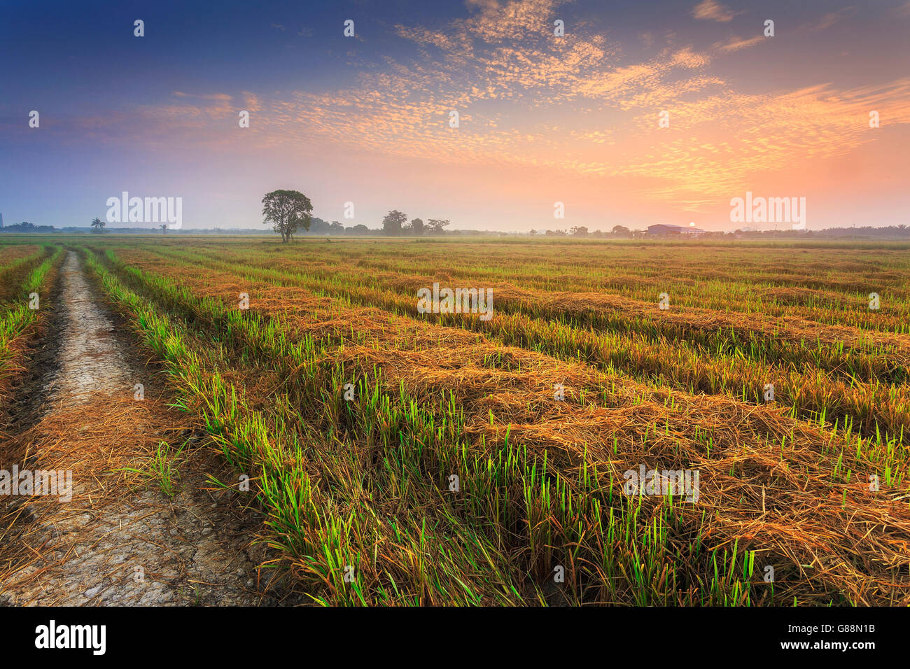 Sunrise over rice field in hi-res stock photography and images - Alamy