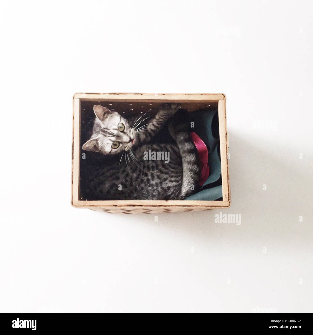 Overhead view of american shorthair kitten cat lying in a basket Stock ...
