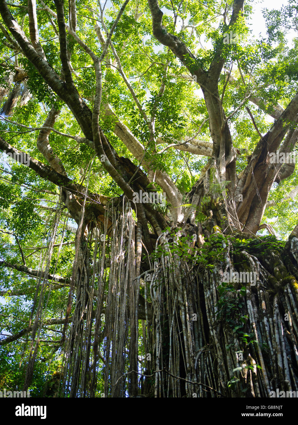 The famous Curtain Fig Tree in the Atherton Tablelands near Yungaburra ...