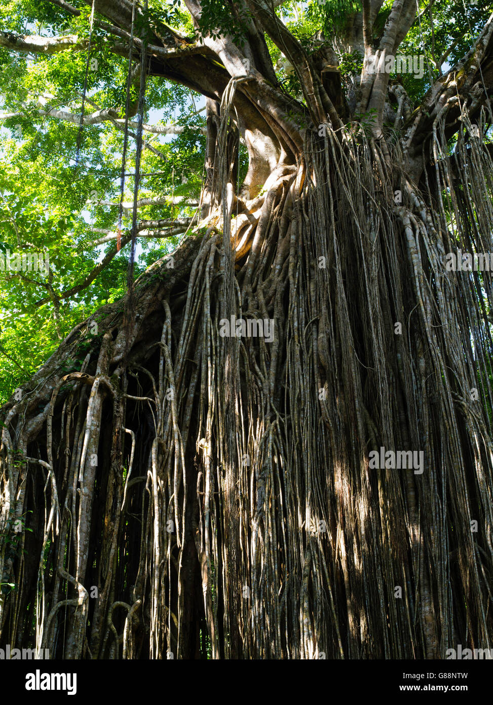 The Famous Curtain Fig Tree In The Atherton Tablelands Near Yungaburra Qld Australia Stock