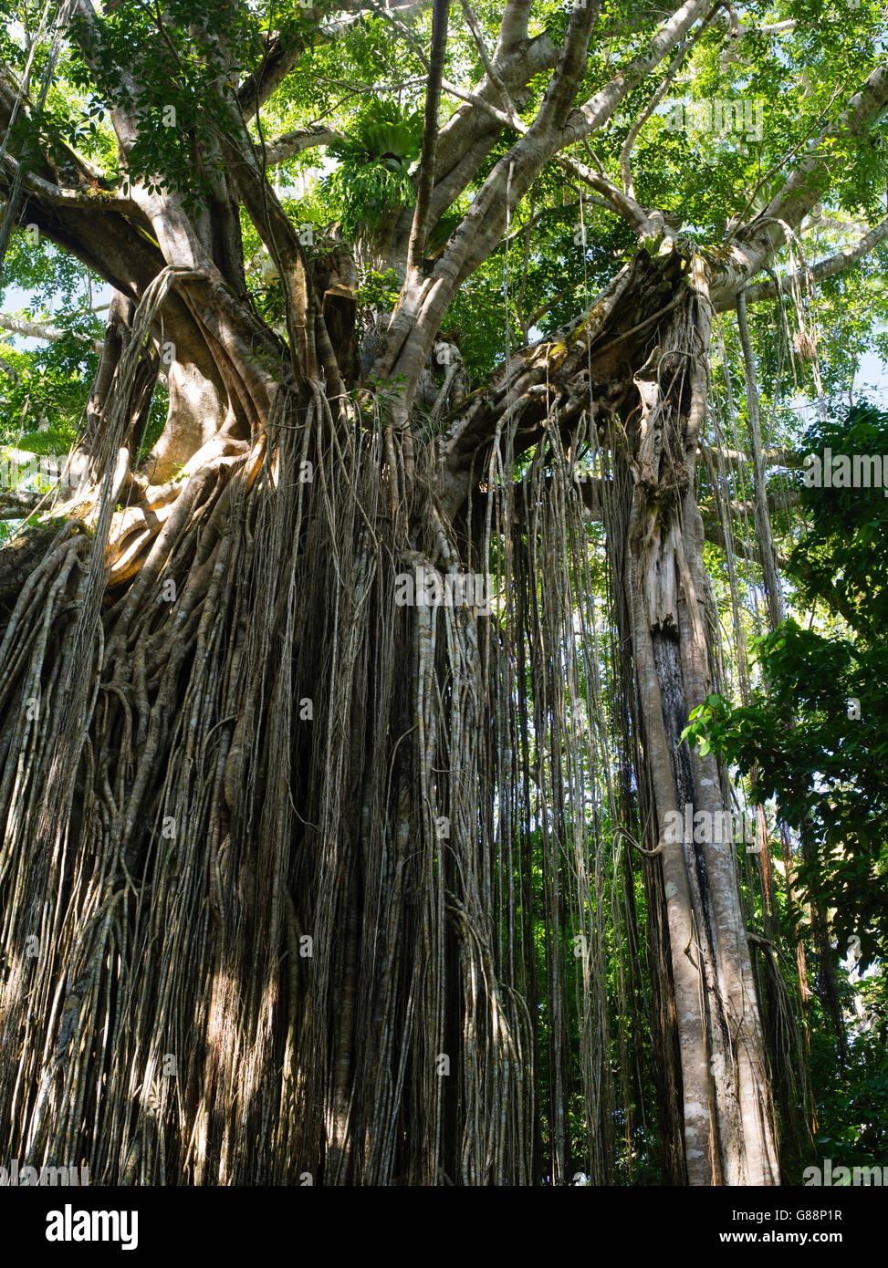 The famous Curtain Fig Tree in the Atherton Tablelands near Yungaburra ...
