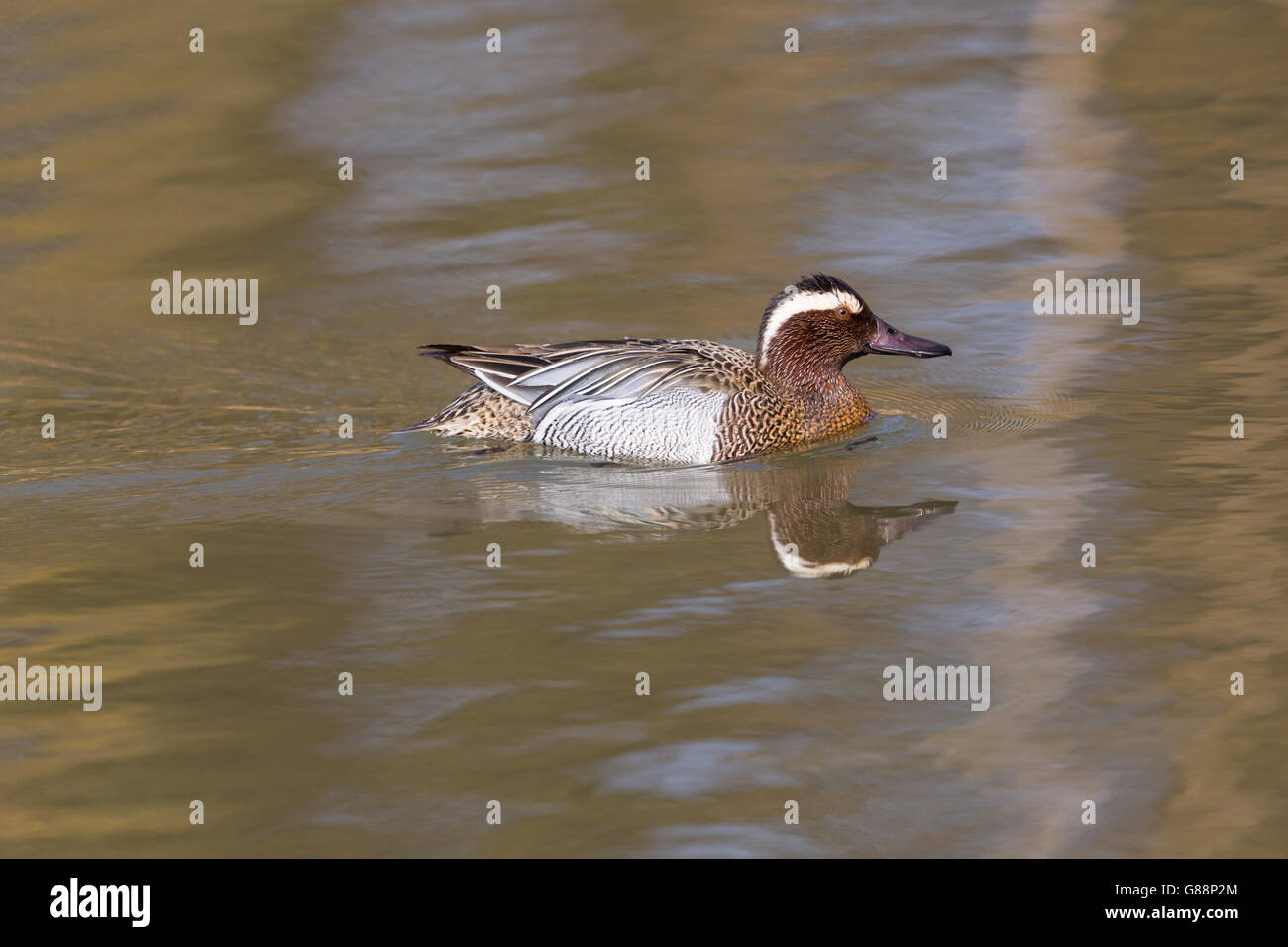 male garganey duck (Anas querquedula) swimming in a lake Stock Photo ...