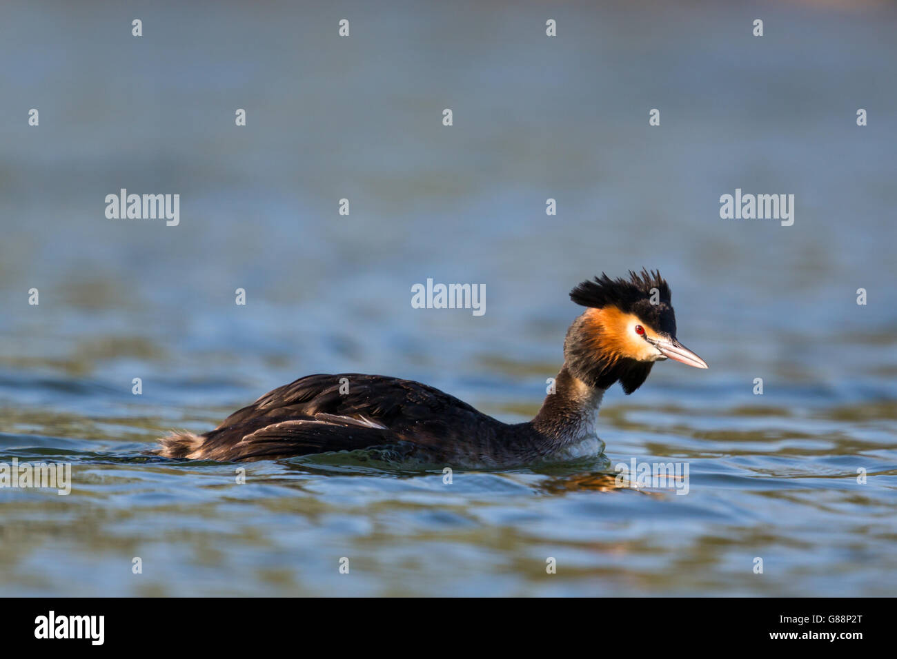 Great crested grebe (podiceps cristatus) swimming in blue water Stock ...