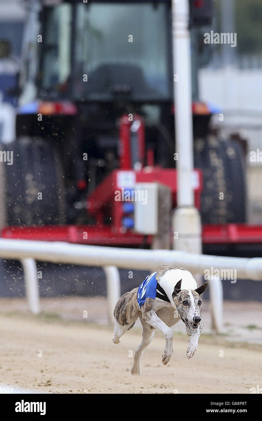 Greyhound Racing - Newcastle Greyhound Stadium Stock Photo - Alamy